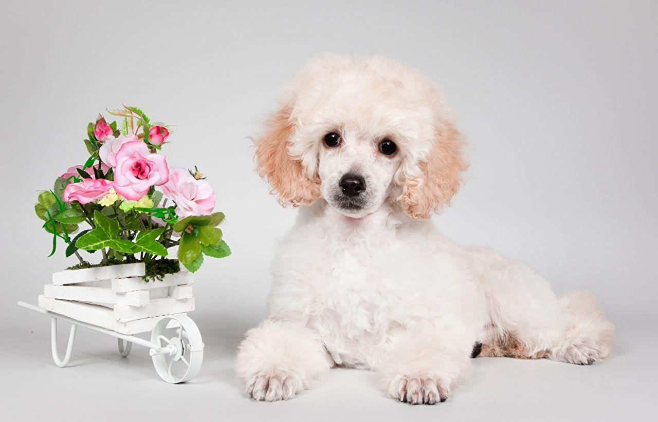 Poodle Wallpapers - Top Free Poodle Backgrounds - WallpaperAccess