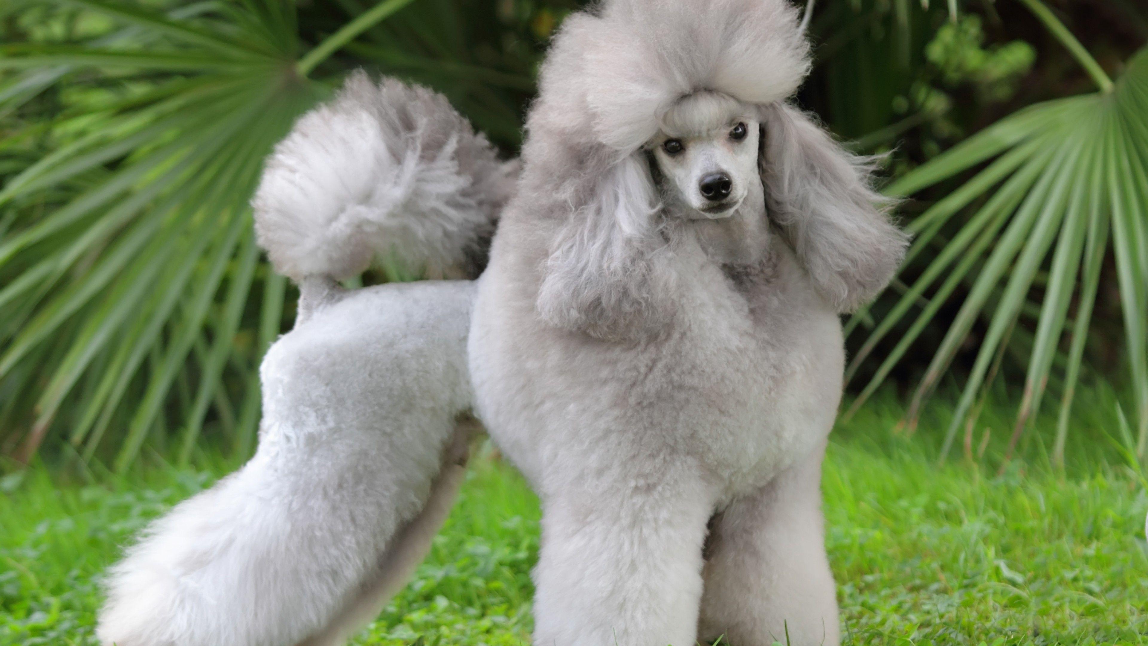 Poodle Wallpapers - Top Free Poodle Backgrounds - WallpaperAccess