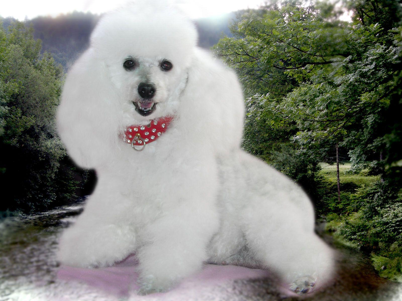 Poodle Wallpapers - Top Free Poodle Backgrounds - WallpaperAccess