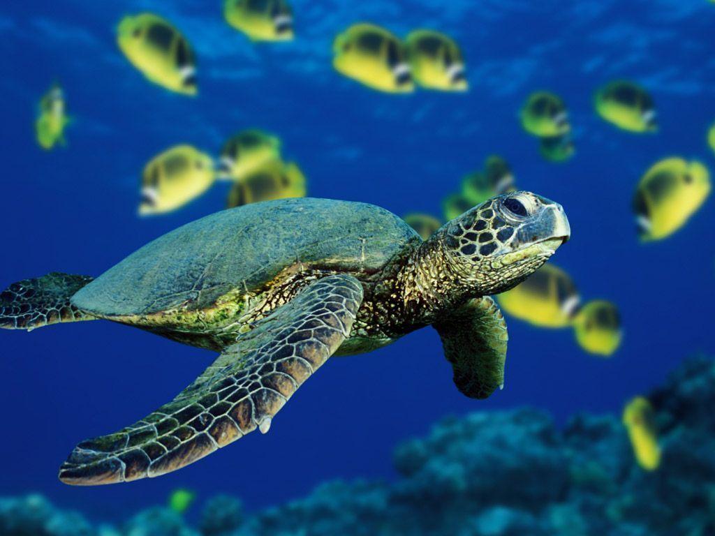 Sea Life Desktop Wallpapers - Top Free Sea Life Desktop Backgrounds ...