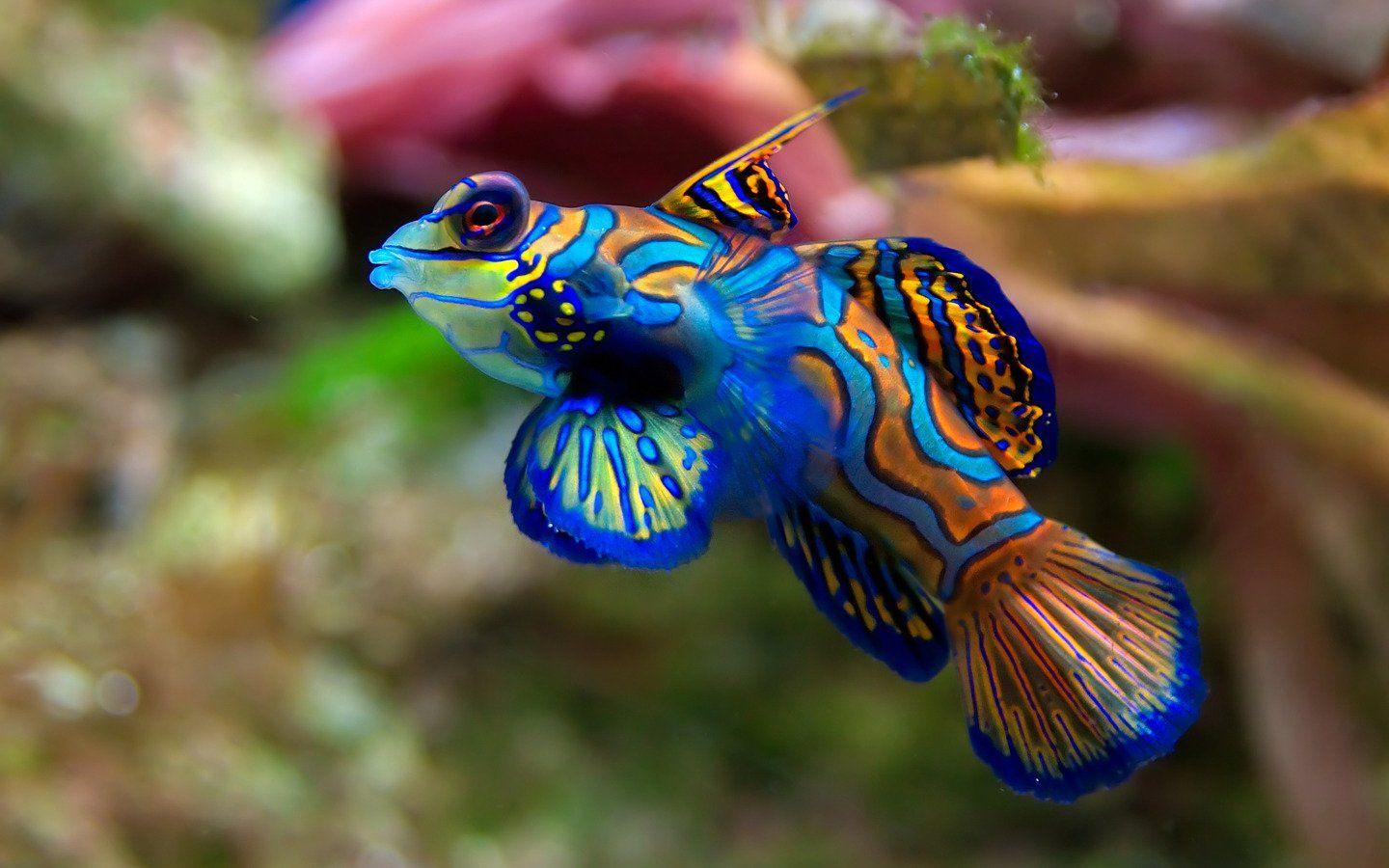 Ocean Life Wallpapers - Top Free Ocean Life Backgrounds - WallpaperAccess