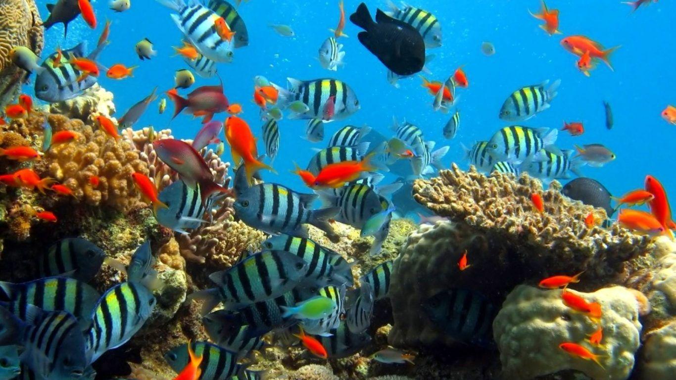 Sea Life Wallpapers - Top Free Sea Life Backgrounds - WallpaperAccess