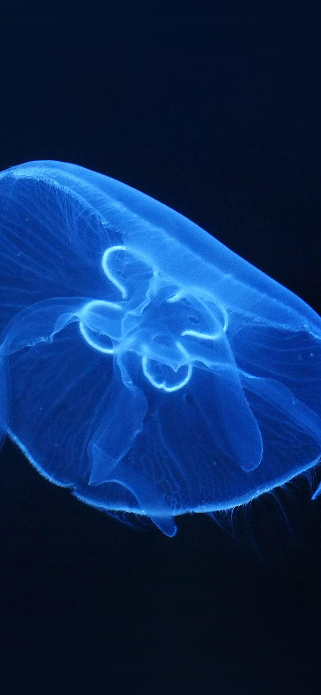 Ocean Life Wallpapers - Top Free Ocean Life Backgrounds - WallpaperAccess