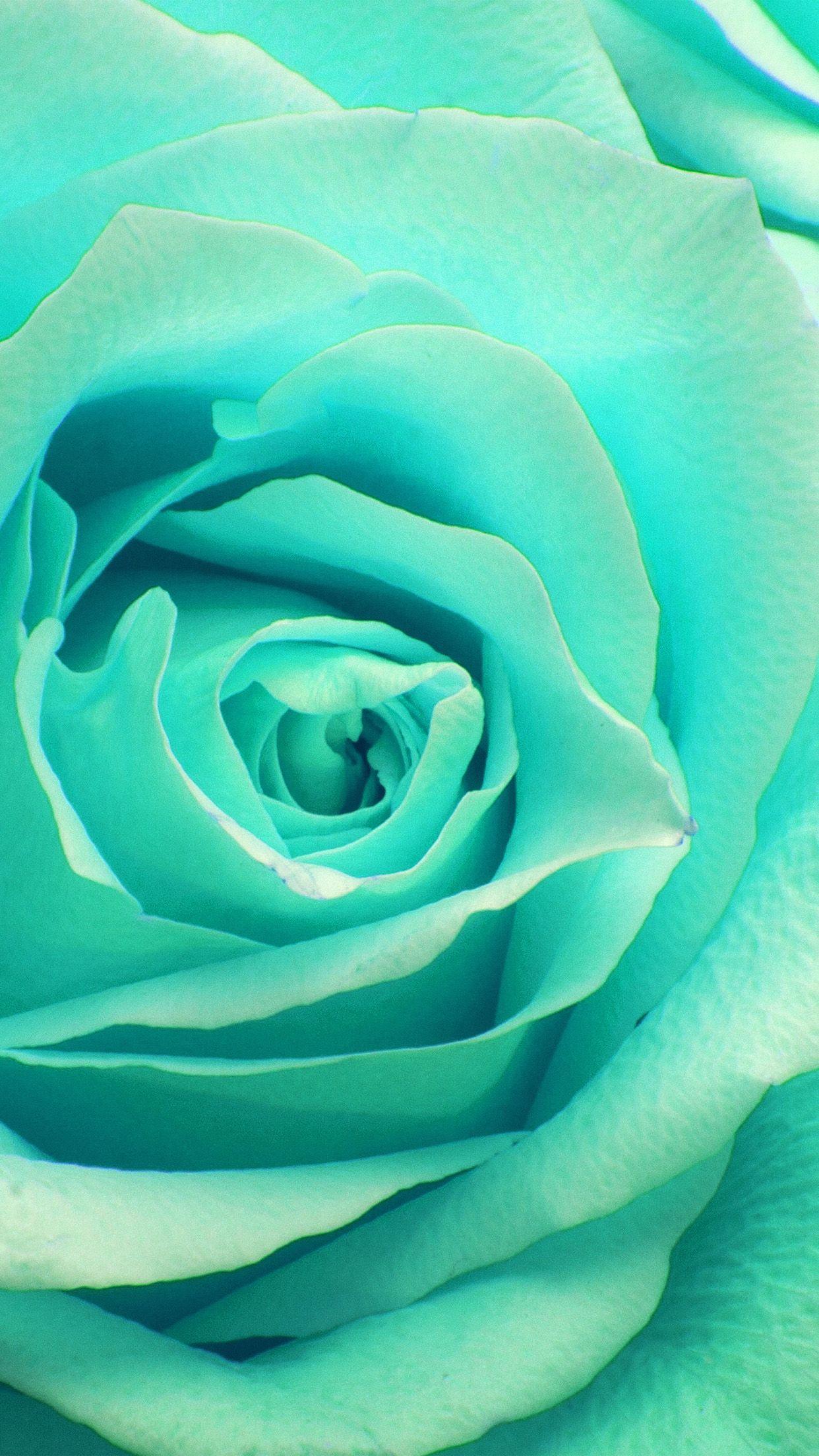 Teal Rose Wallpapers - Top Free Teal Rose Backgrounds - WallpaperAccess