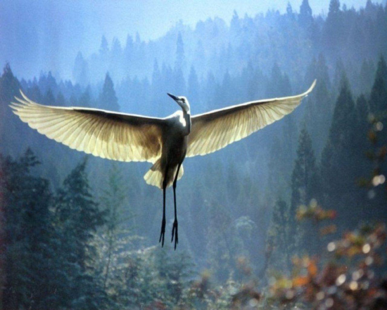 Japanese Crane Birds Wallpapers - Top Free Japanese Crane Birds ...