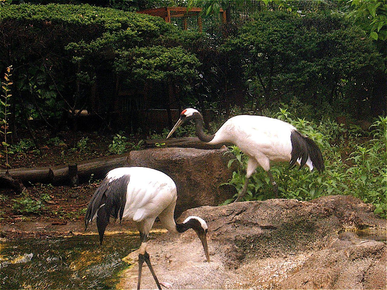 Japanese Crane Birds Wallpapers - Top Free Japanese Crane Birds ...
