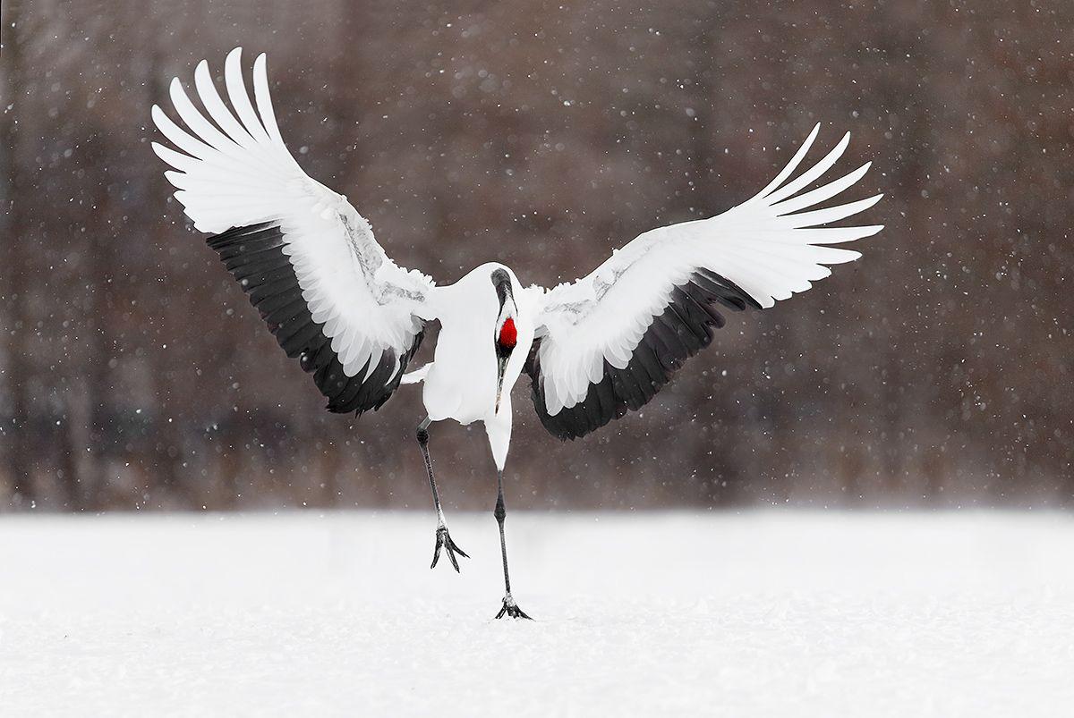Japanese Crane Birds Wallpapers - Top Free Japanese Crane Birds ...