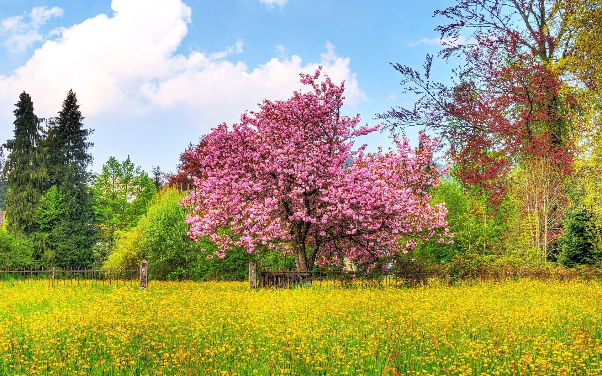 Spring Landscape Wallpapers - Top Free Spring Landscape Backgrounds ...