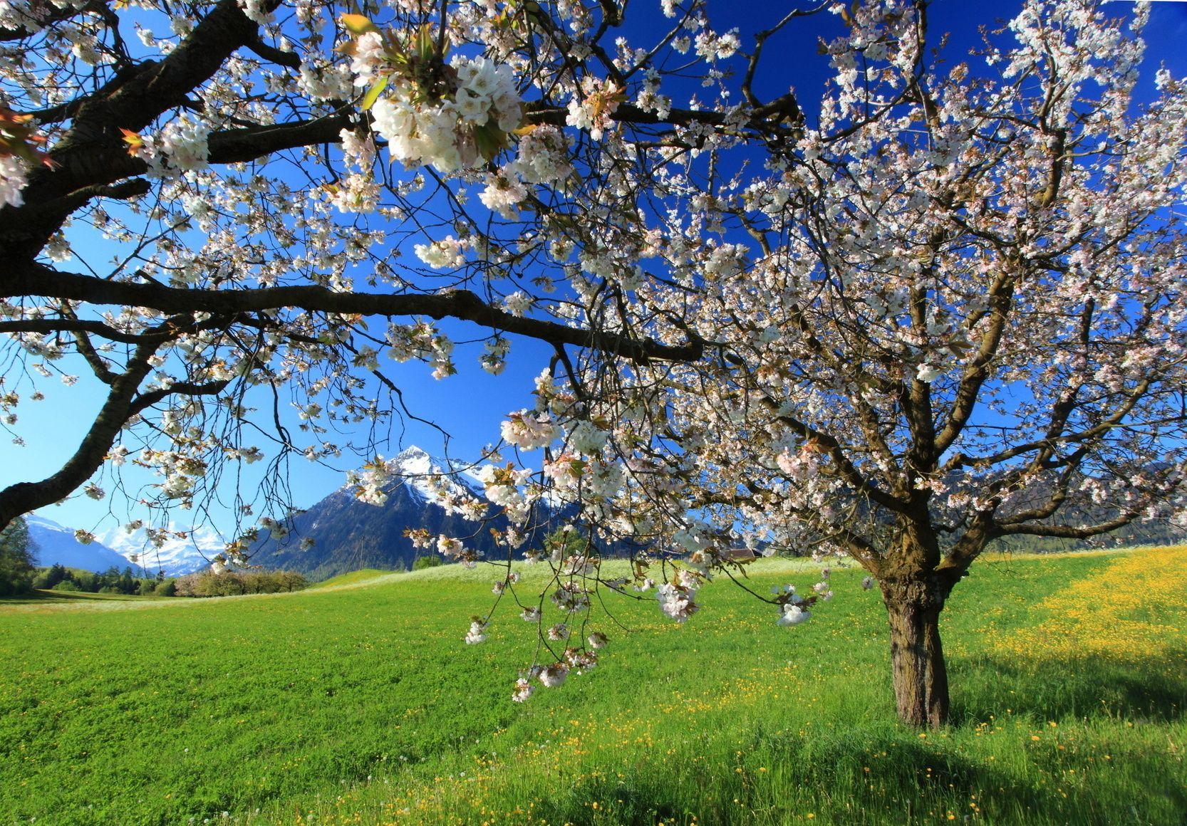 Spring Landscape Wallpapers - Top Free Spring Landscape Backgrounds ...