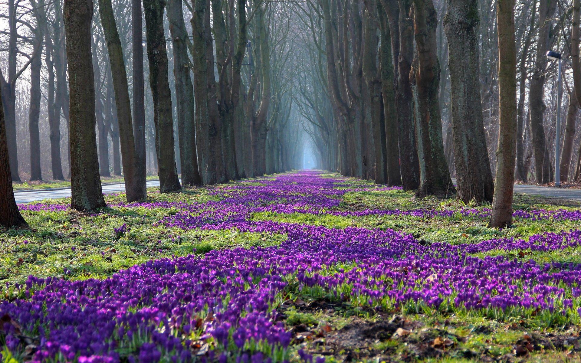 Spring Landscape Wallpapers - Top Free Spring Landscape Backgrounds ...