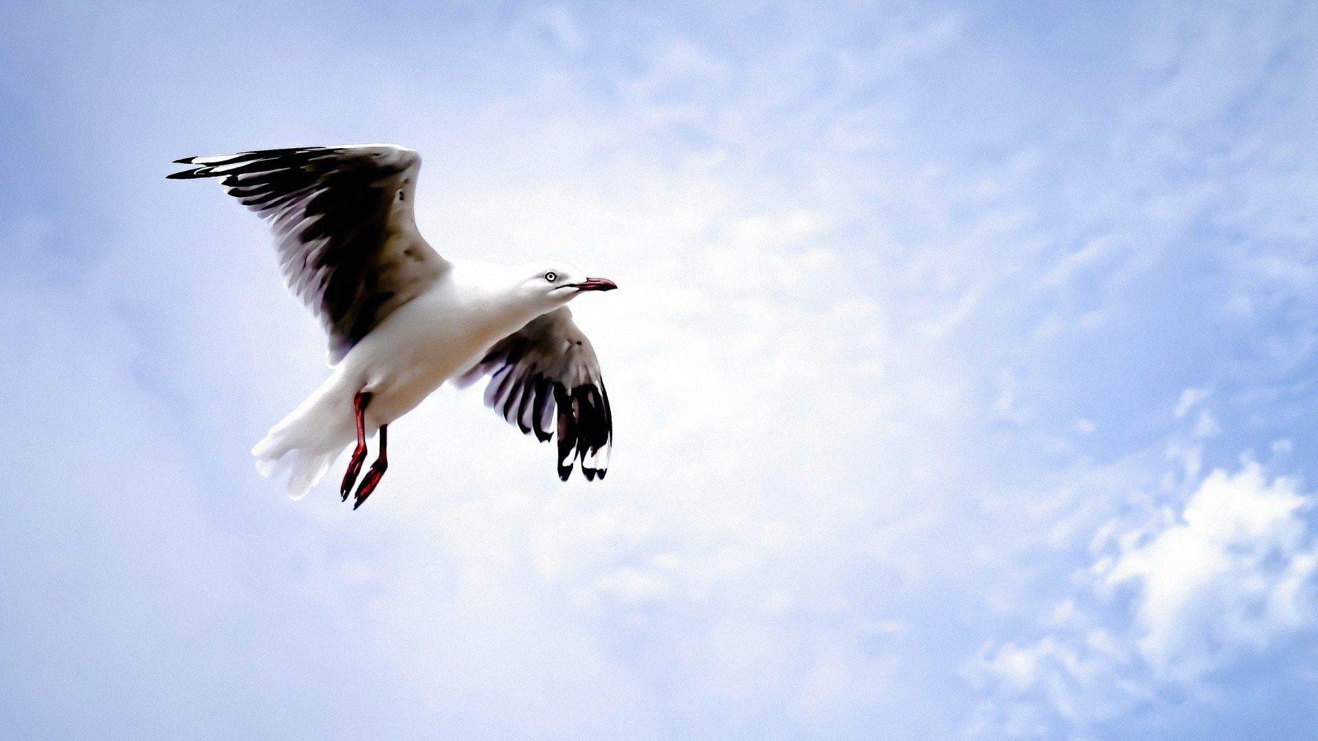 Japanese Crane Birds Wallpapers - Top Free Japanese Crane Birds ...