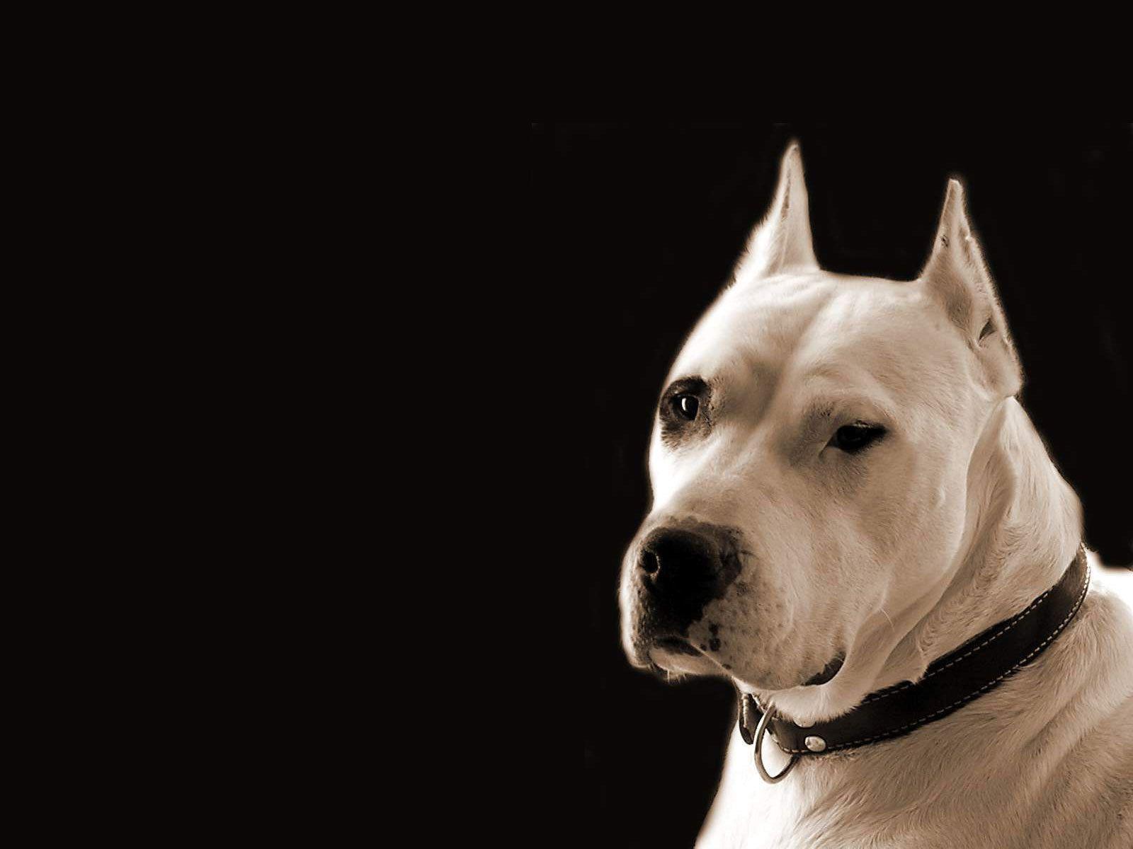 Dogo Wallpapers - Top Free Dogo Backgrounds - WallpaperAccess