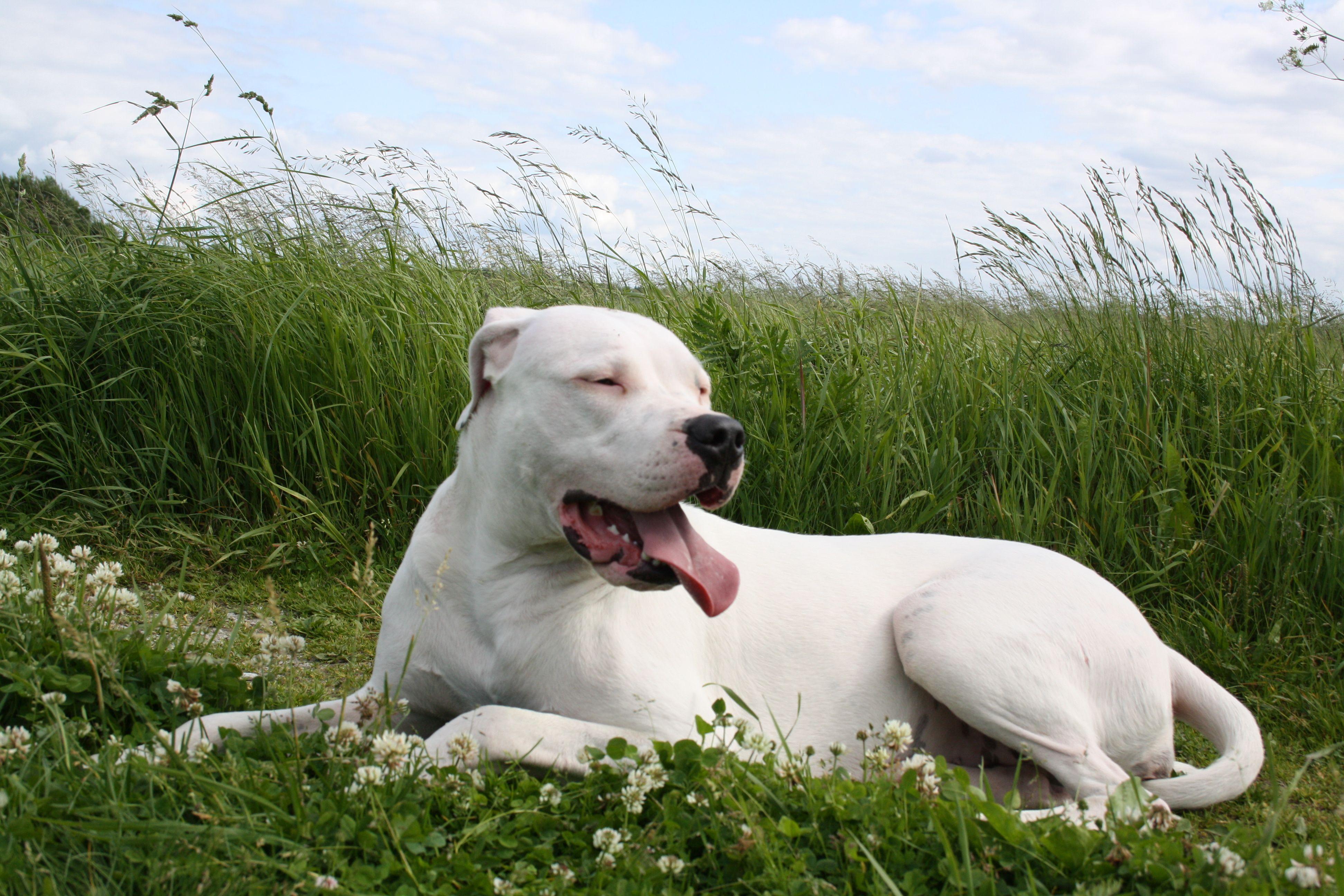 Dogo Wallpapers - Top Free Dogo Backgrounds - WallpaperAccess