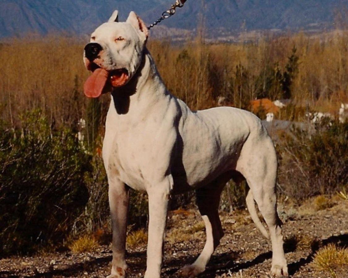 Dogo Wallpapers - Top Free Dogo Backgrounds - WallpaperAccess