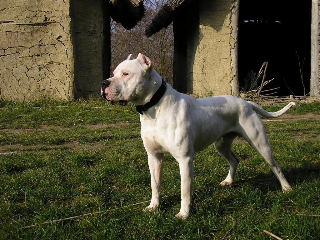 Dogo Wallpapers - Top Free Dogo Backgrounds - WallpaperAccess