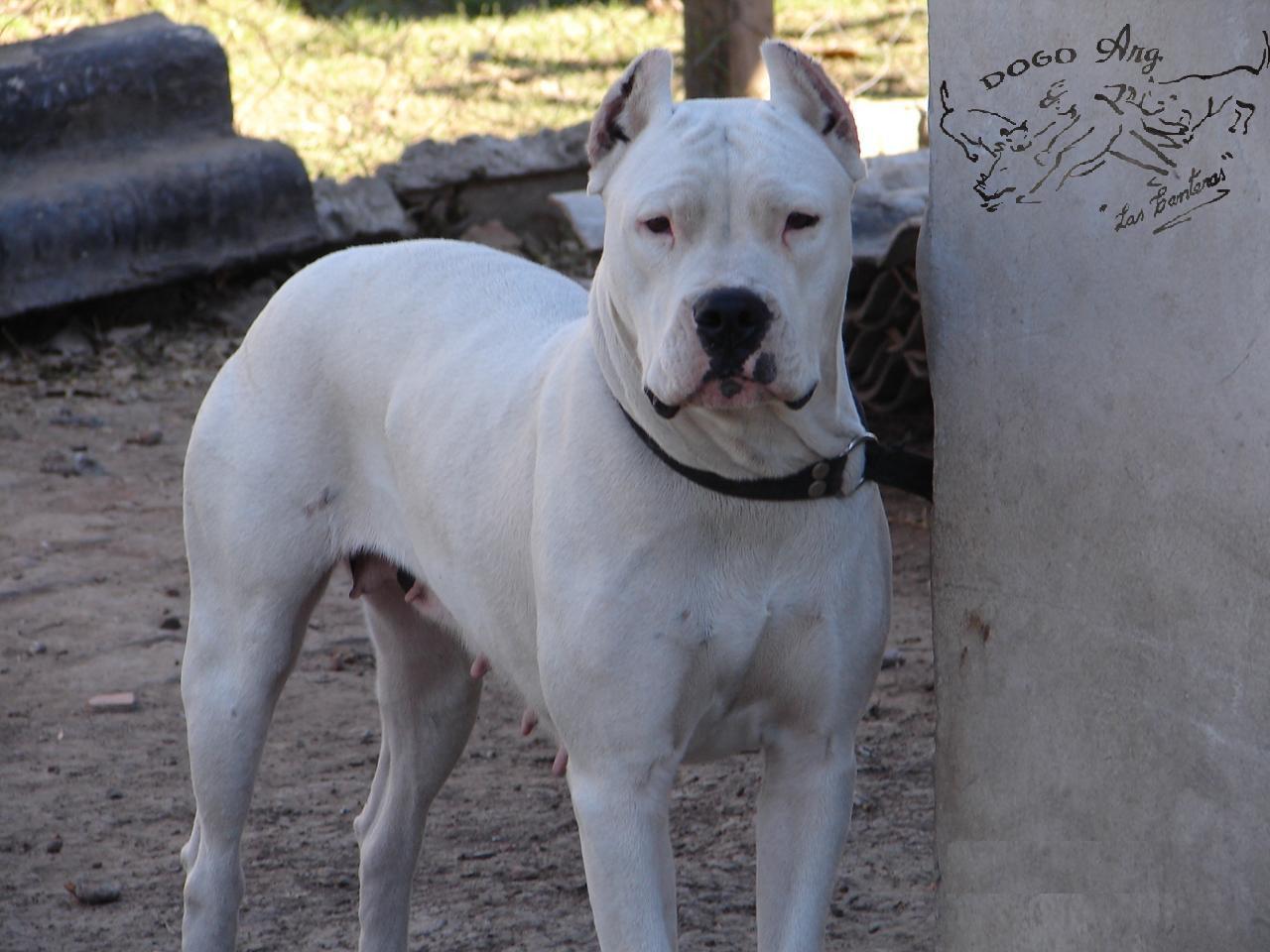 Dogo Wallpapers - Top Free Dogo Backgrounds - WallpaperAccess