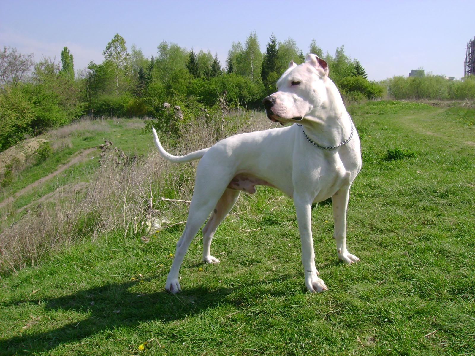Dogo Wallpapers - Top Free Dogo Backgrounds - WallpaperAccess