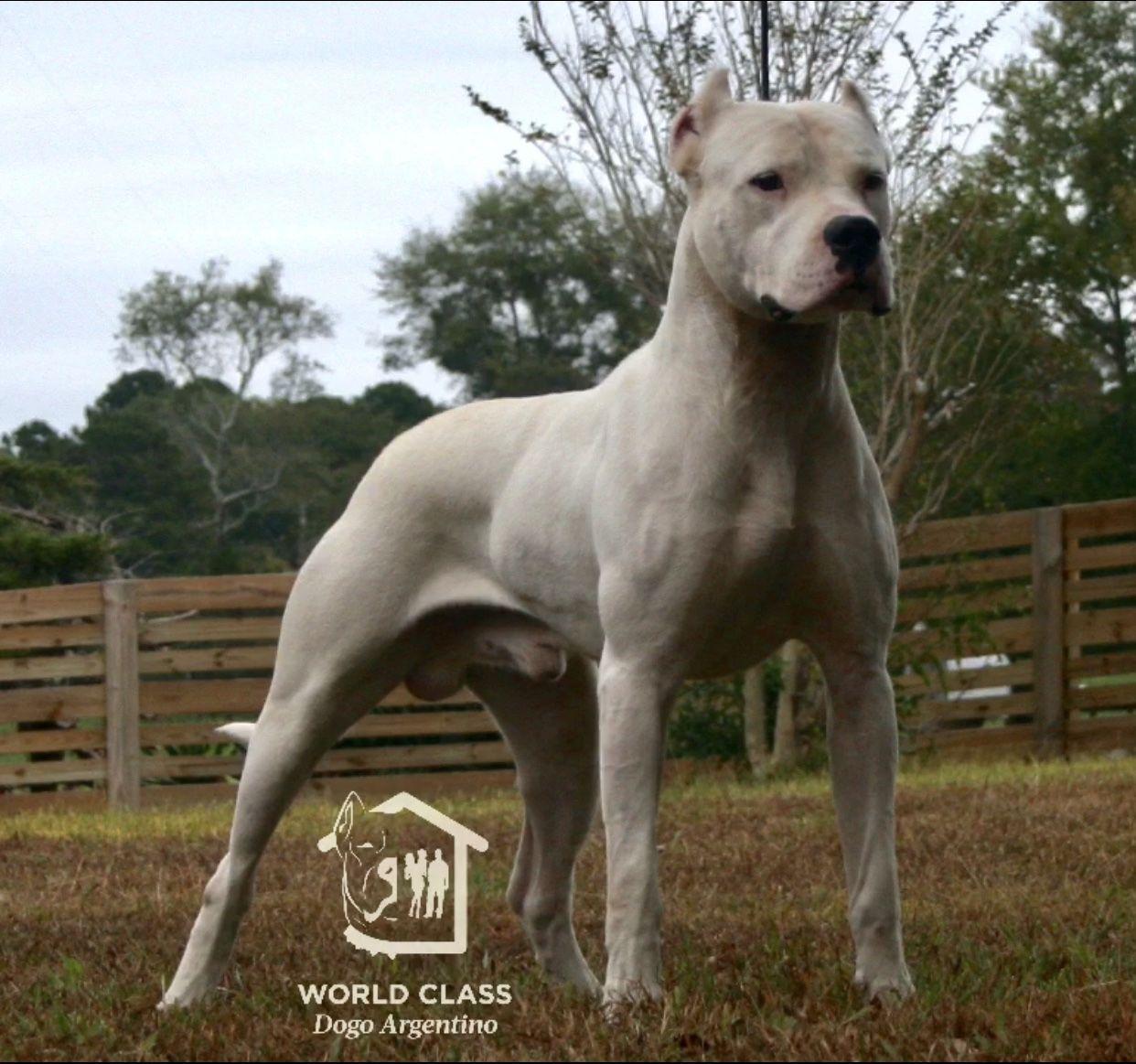 Dogo Wallpapers - Top Free Dogo Backgrounds - WallpaperAccess