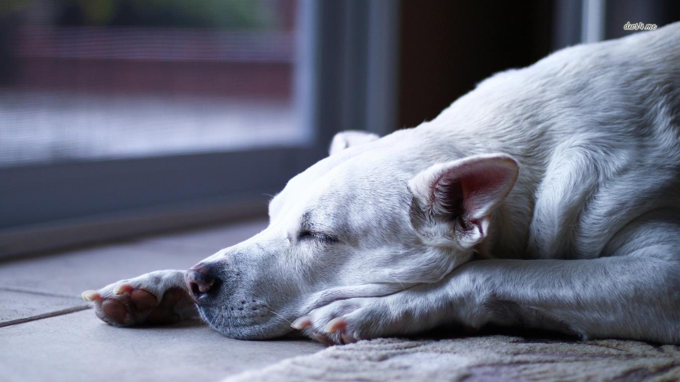 Dogo Wallpapers - Top Free Dogo Backgrounds - WallpaperAccess