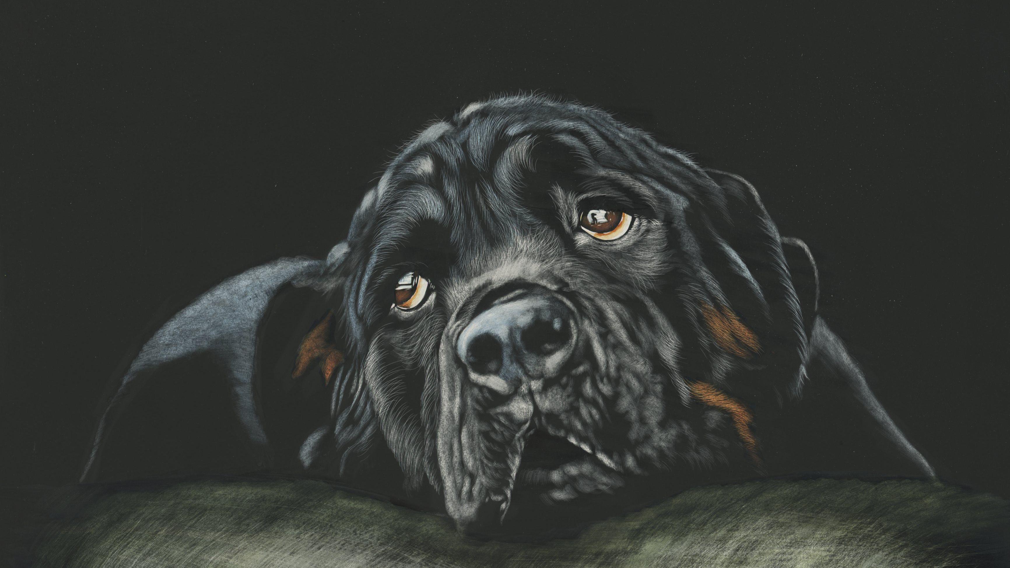 Dogo Wallpapers - Top Free Dogo Backgrounds - WallpaperAccess