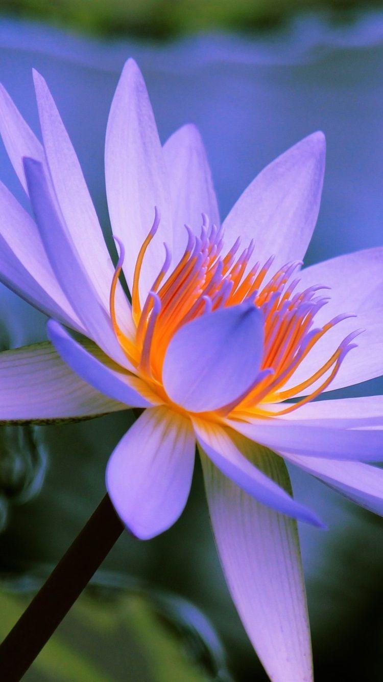 Blue Lily Wallpapers - Top Free Blue Lily Backgrounds - WallpaperAccess