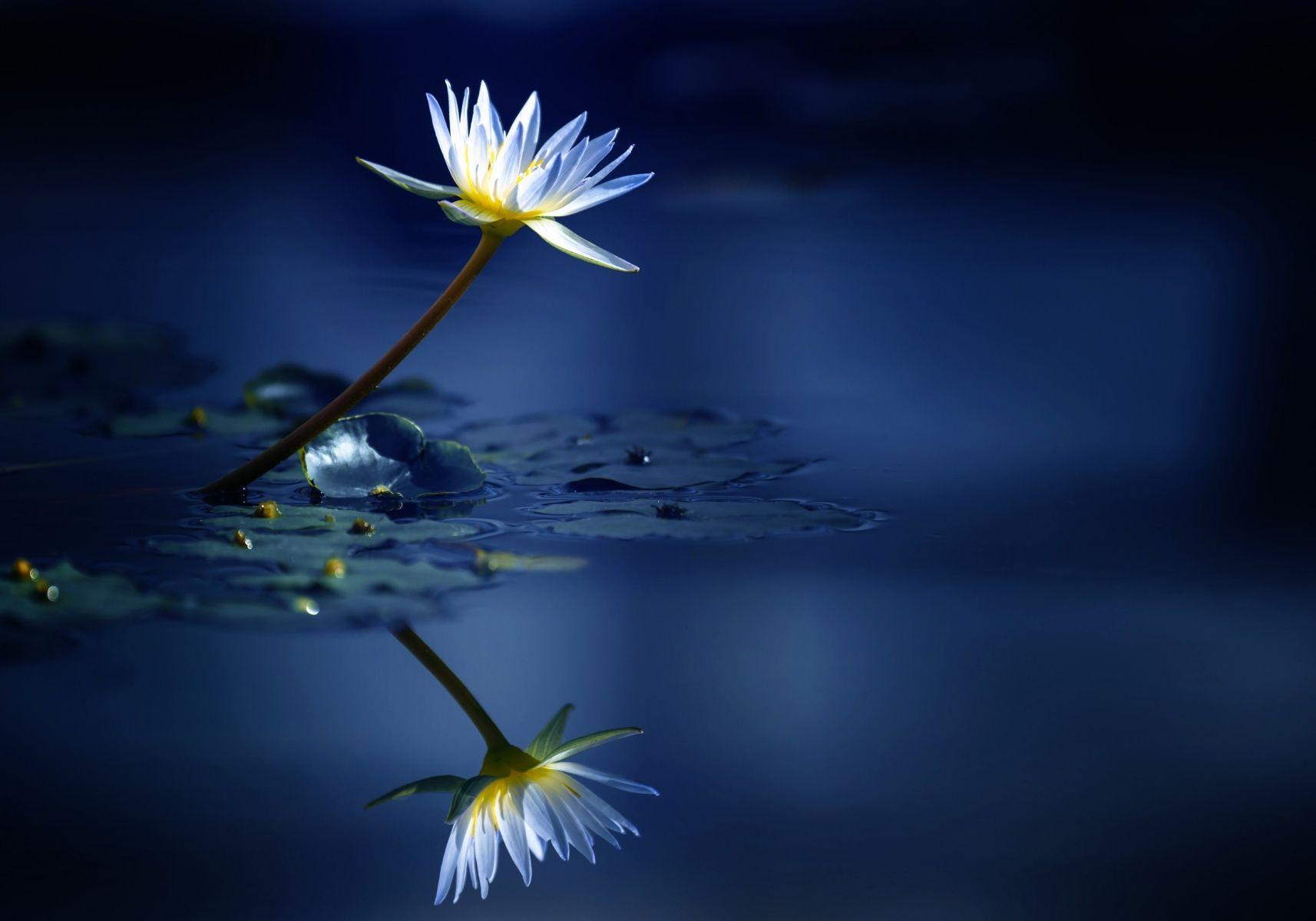 Blue Lily Wallpapers - Top Free Blue Lily Backgrounds - WallpaperAccess