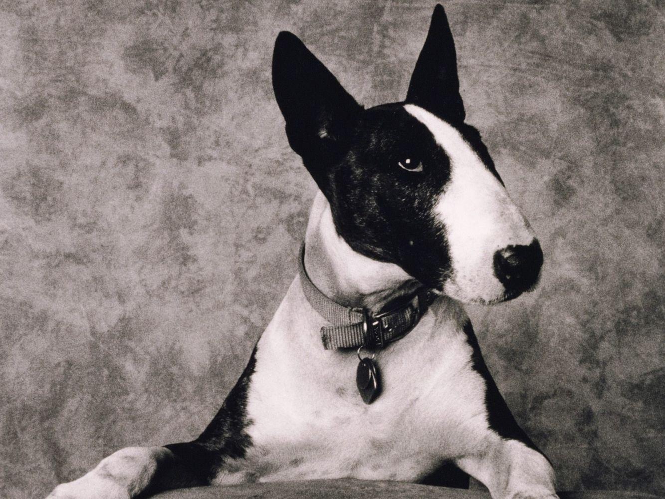 Bull Terrier Wallpapers - Top Free Bull Terrier Backgrounds ...