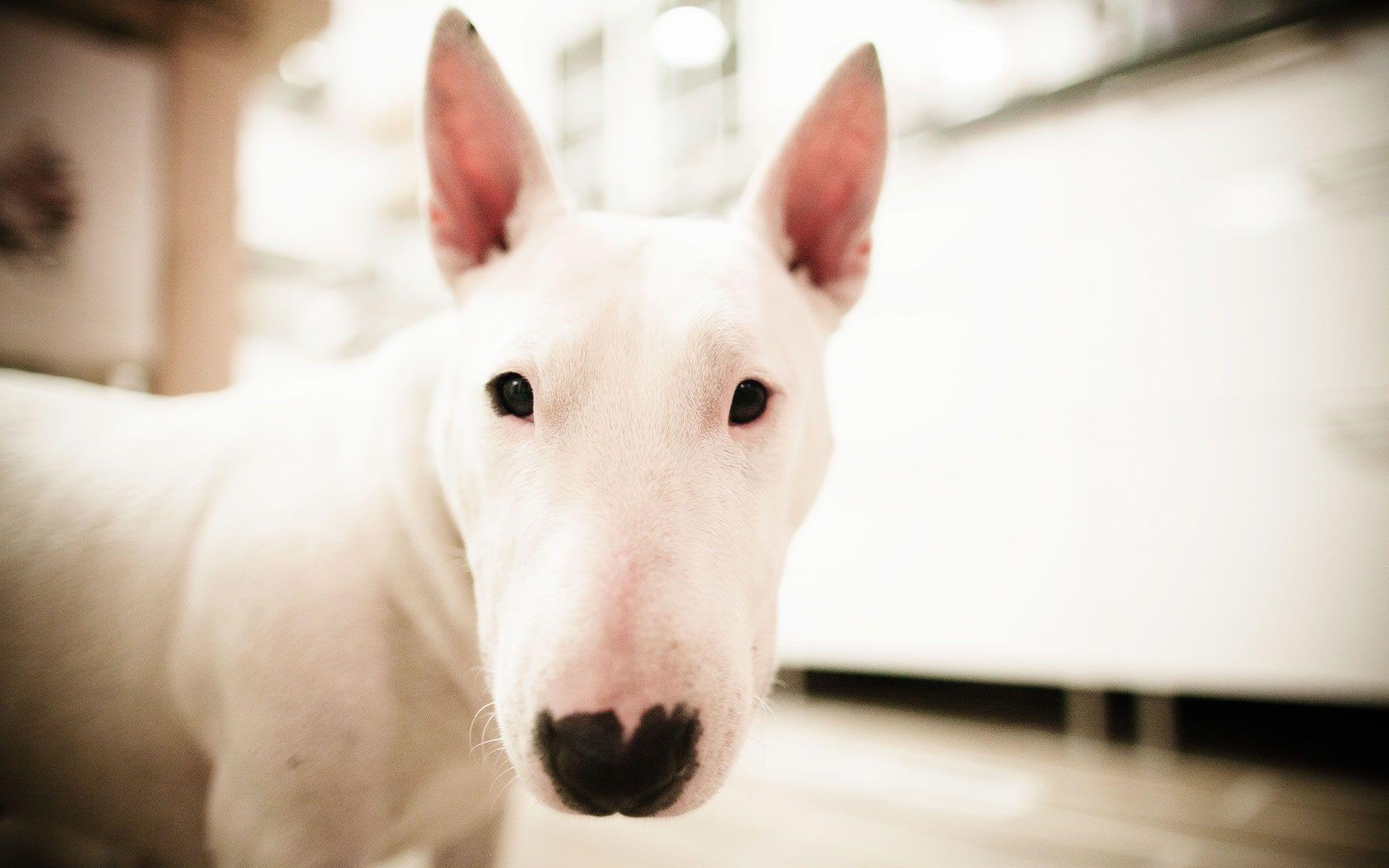 Bull Terrier Wallpapers - Top Free Bull Terrier Backgrounds ...