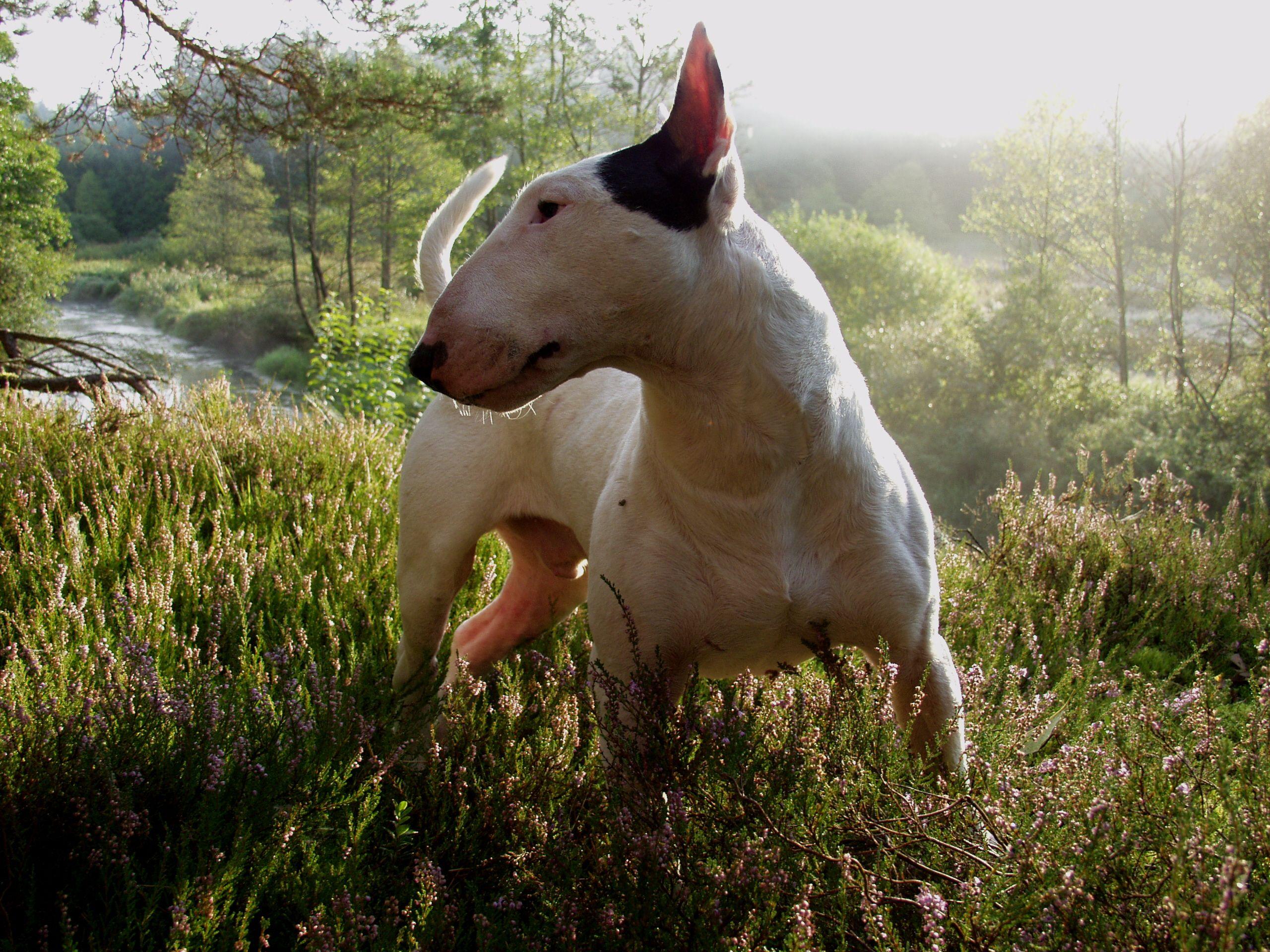 Bull Terrier Wallpapers - Top Free Bull Terrier Backgrounds ...