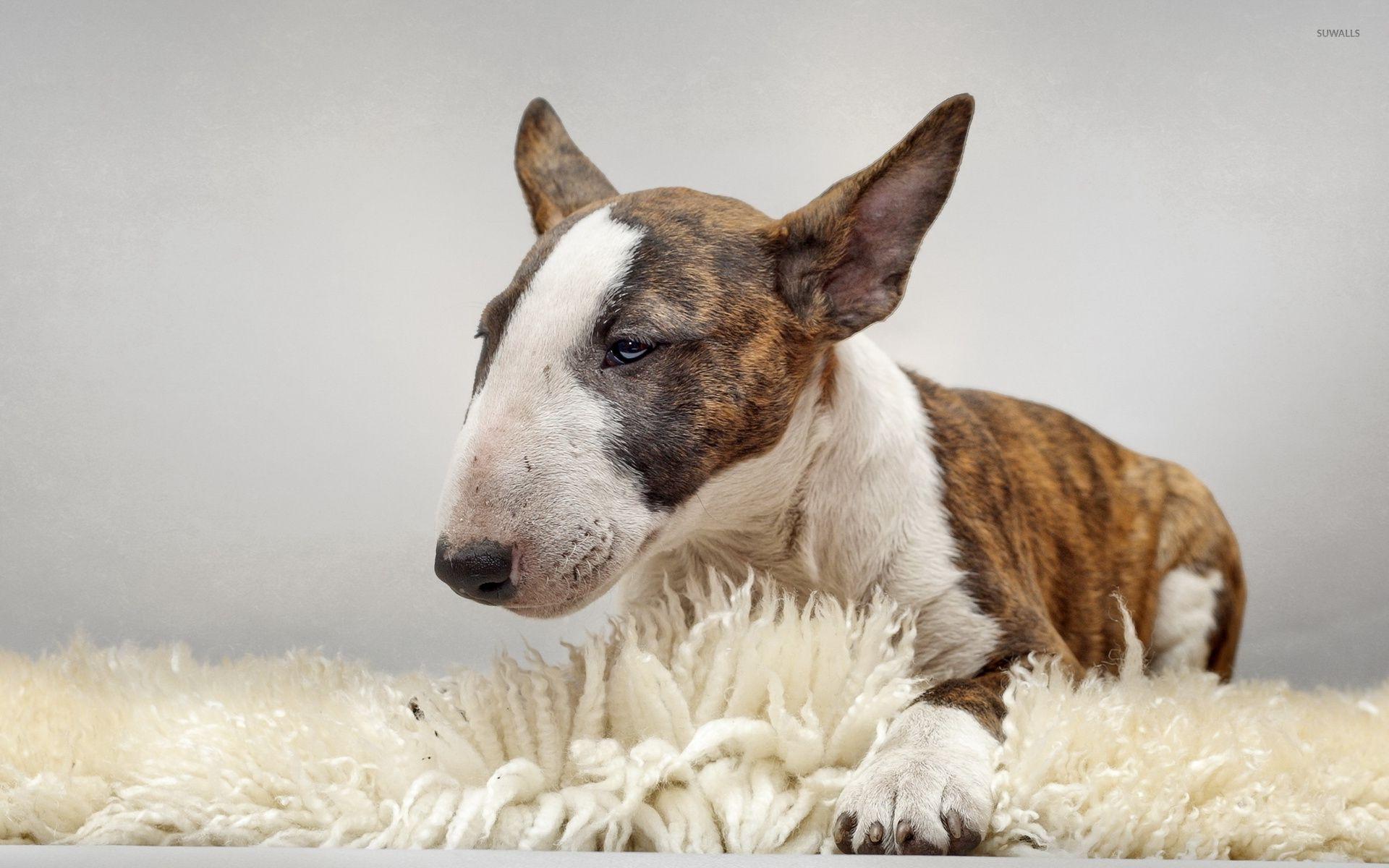 Bull Terrier Wallpapers - Top Free Bull Terrier Backgrounds ...