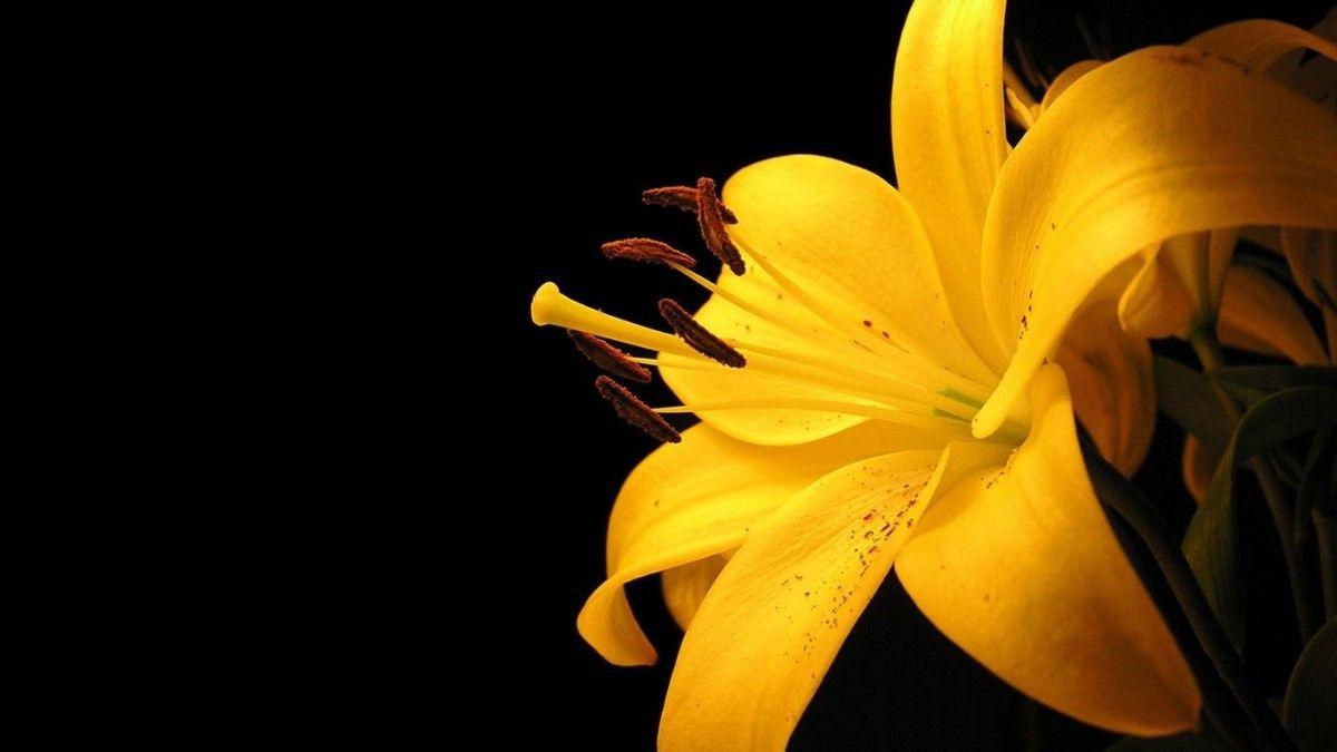 Dark Yellow Wallpapers - Top Free Dark Yellow Backgrounds - WallpaperAccess