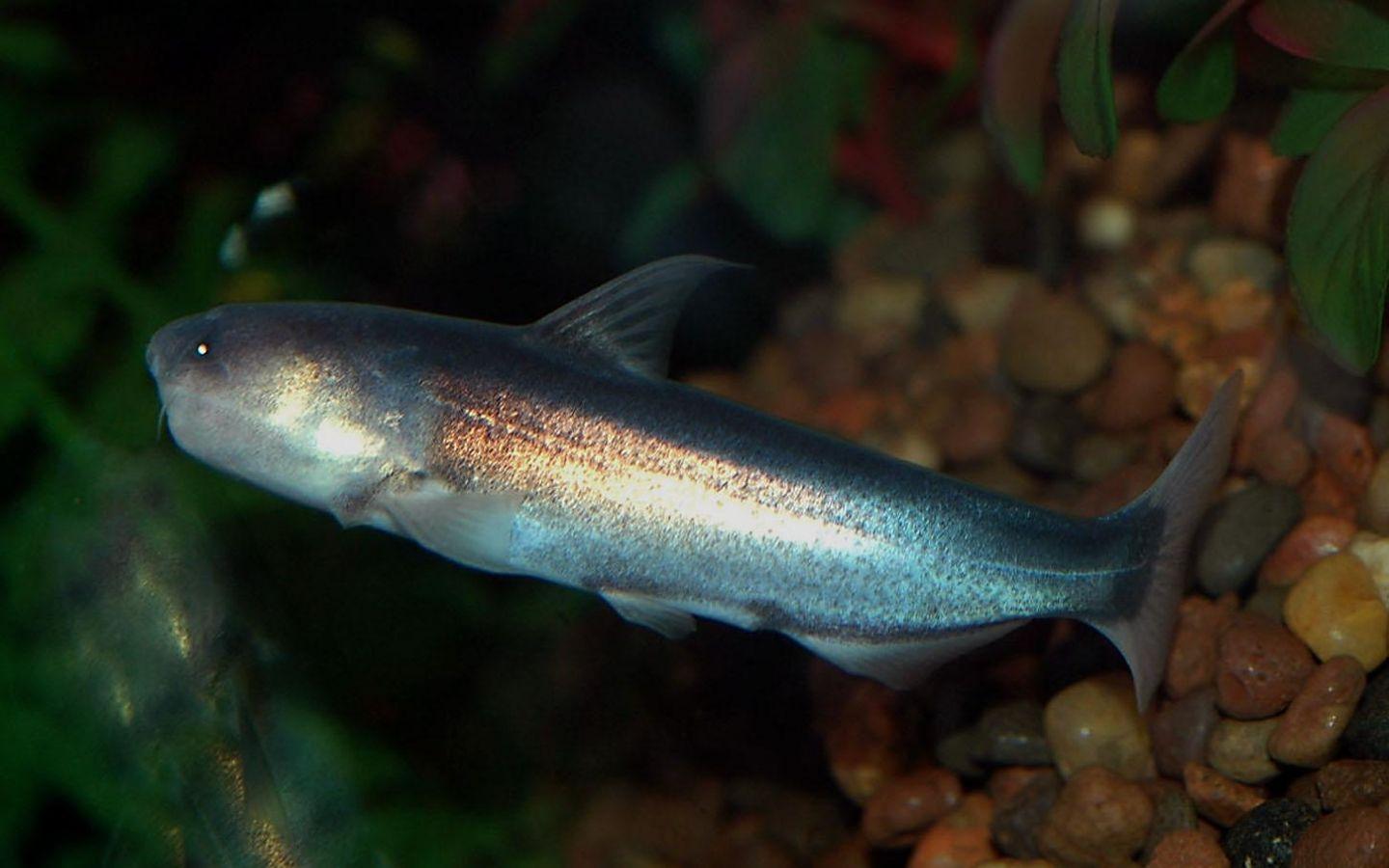 Catfish Wallpapers - Top Free Catfish Backgrounds - WallpaperAccess