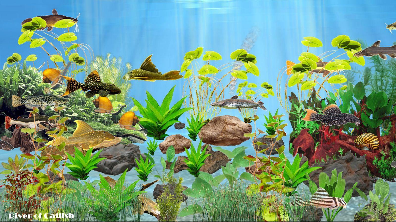 Catfish Wallpapers - Top Free Catfish Backgrounds - WallpaperAccess