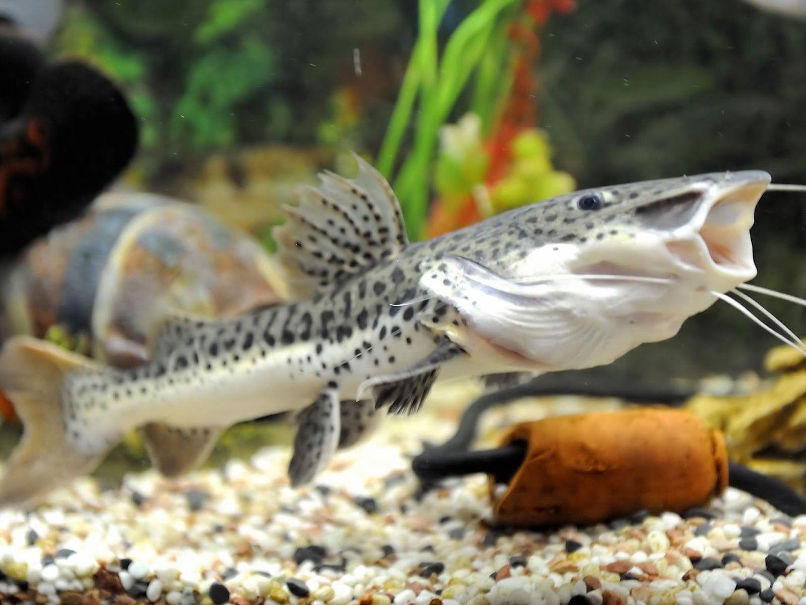 Catfish Wallpapers - Top Free Catfish Backgrounds - WallpaperAccess