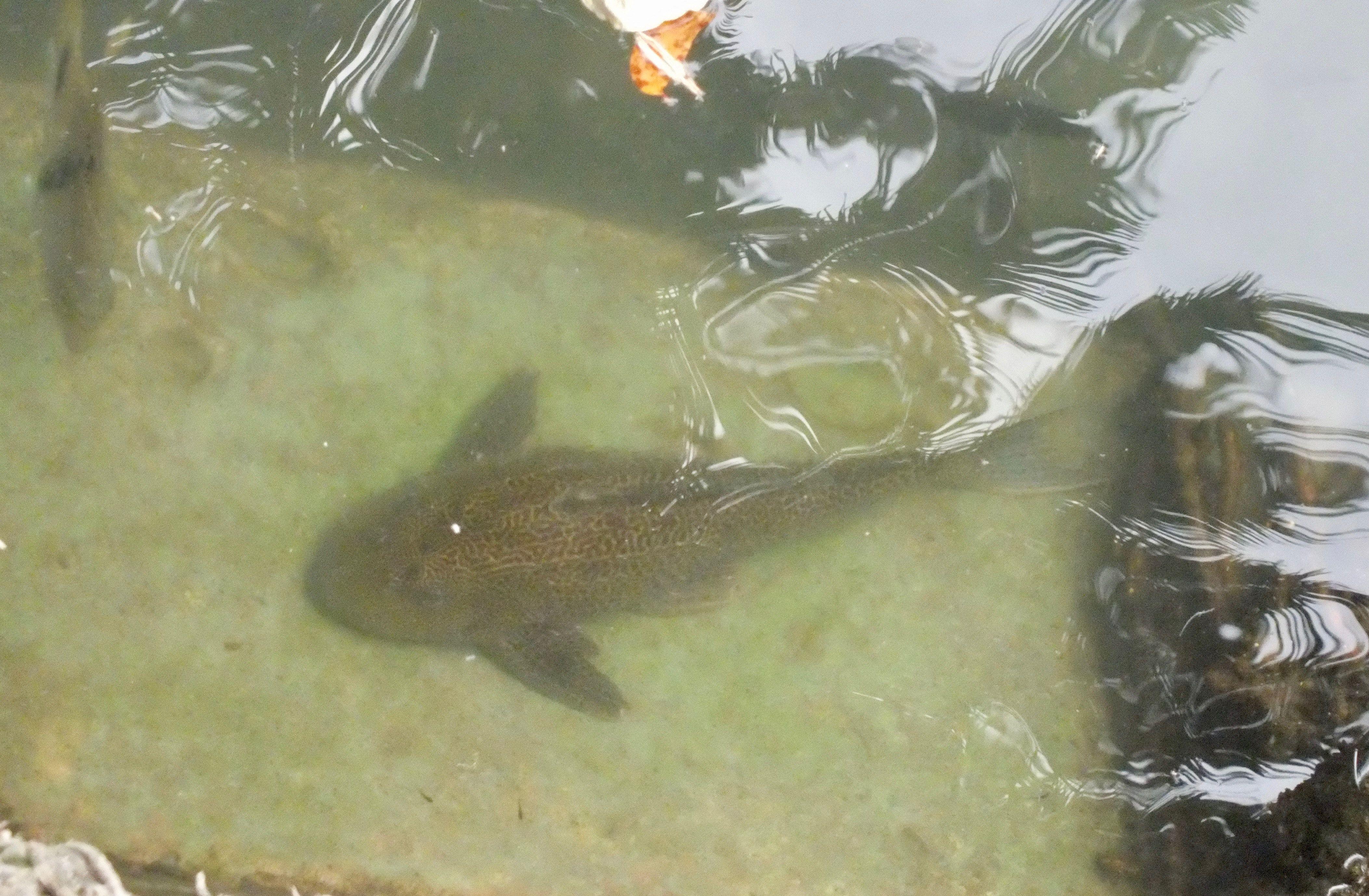 Catfish Wallpapers - Top Free Catfish Backgrounds - WallpaperAccess