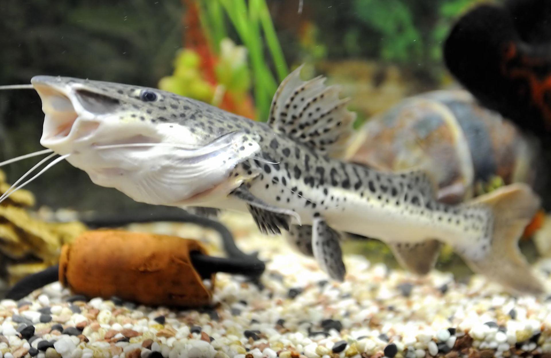 Catfish Wallpapers - Top Free Catfish Backgrounds - WallpaperAccess