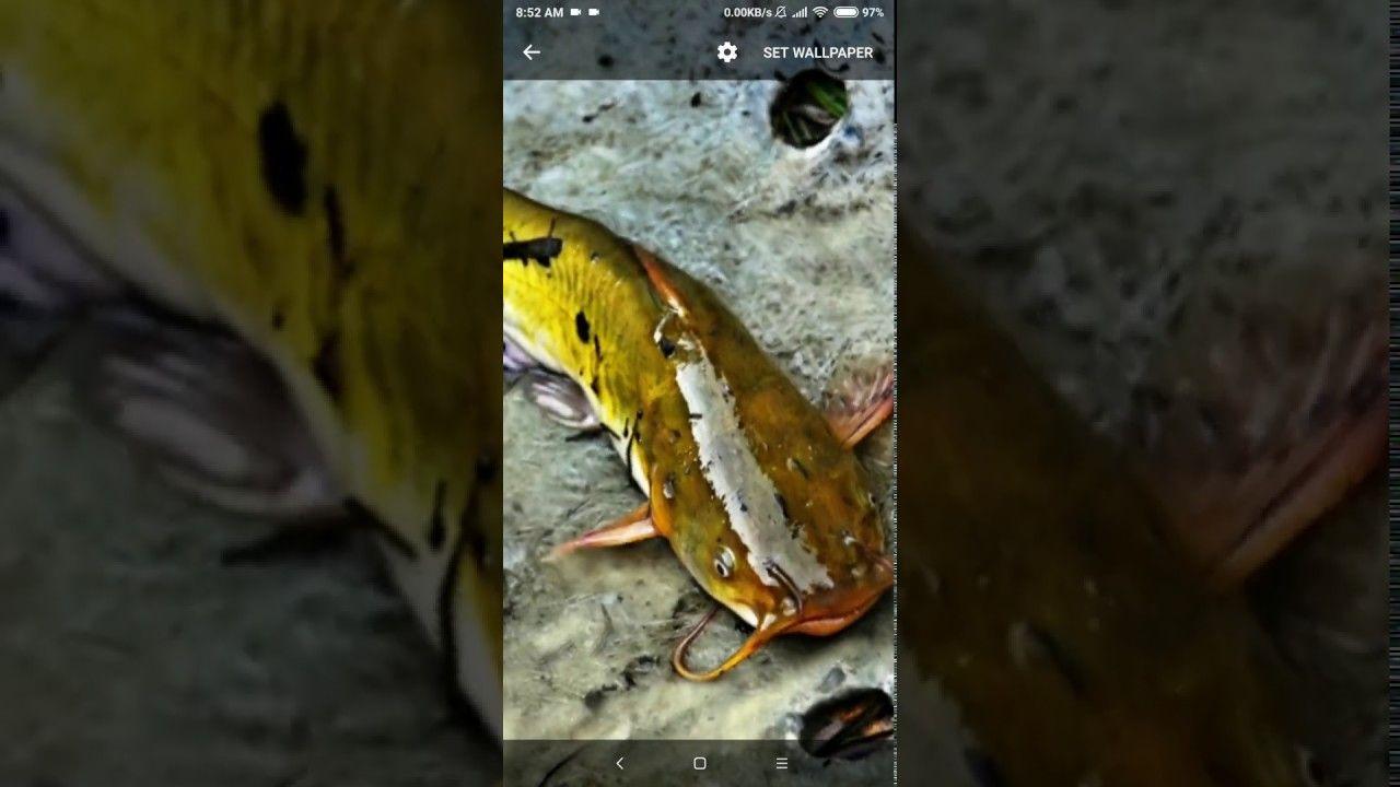 Catfish Wallpapers - Top Free Catfish Backgrounds - WallpaperAccess
