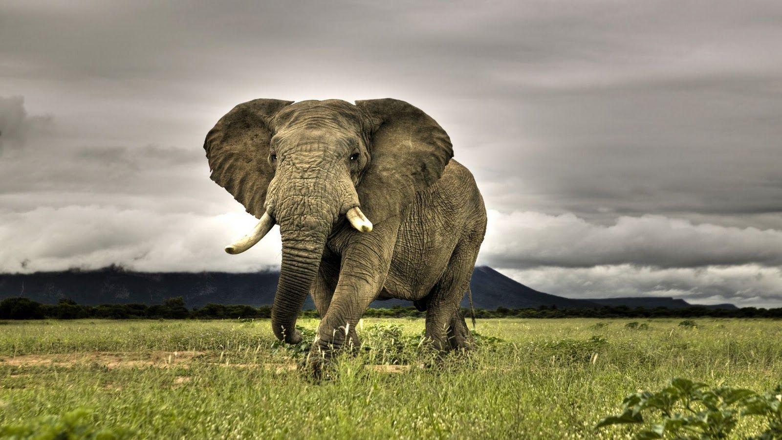 African Animals Wallpapers - Top Free African Animals Backgrounds ...
