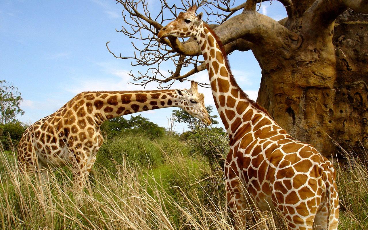 African Animals Wallpapers - Top Free African Animals Backgrounds ...