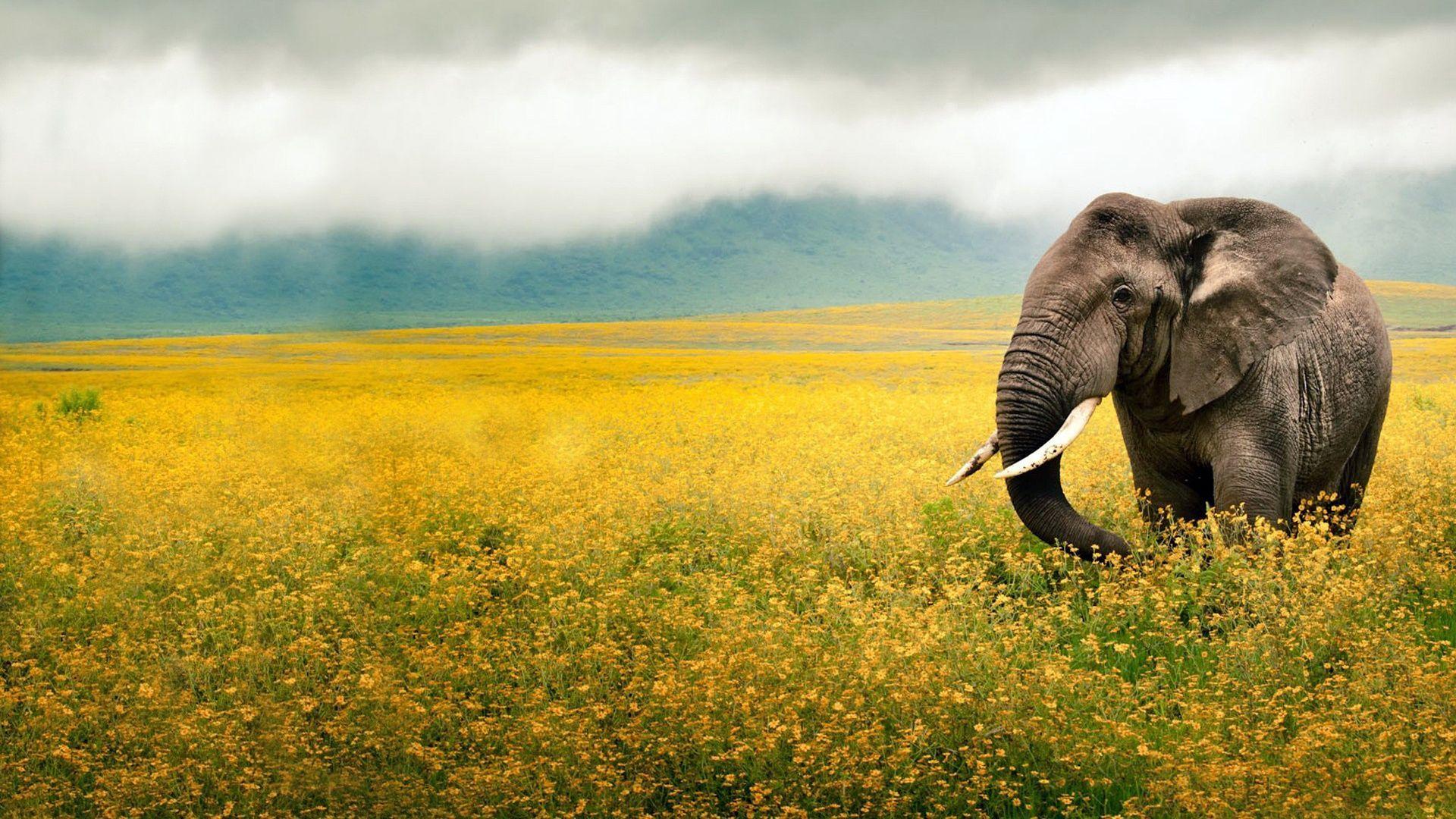 African Animals Wallpapers - Top Free African Animals Backgrounds ...