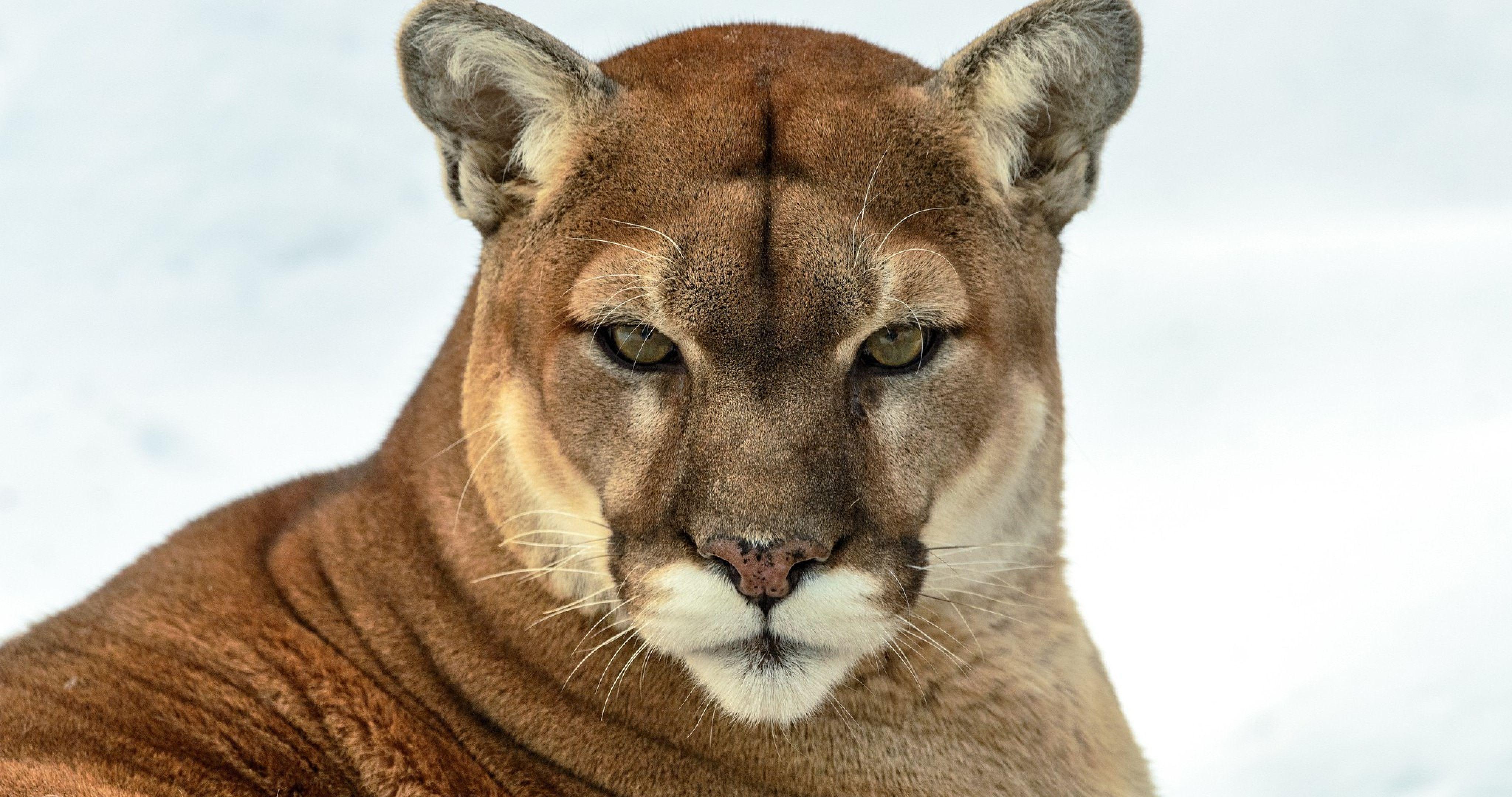 Cougar Wallpapers - Top Free Cougar Backgrounds - WallpaperAccess