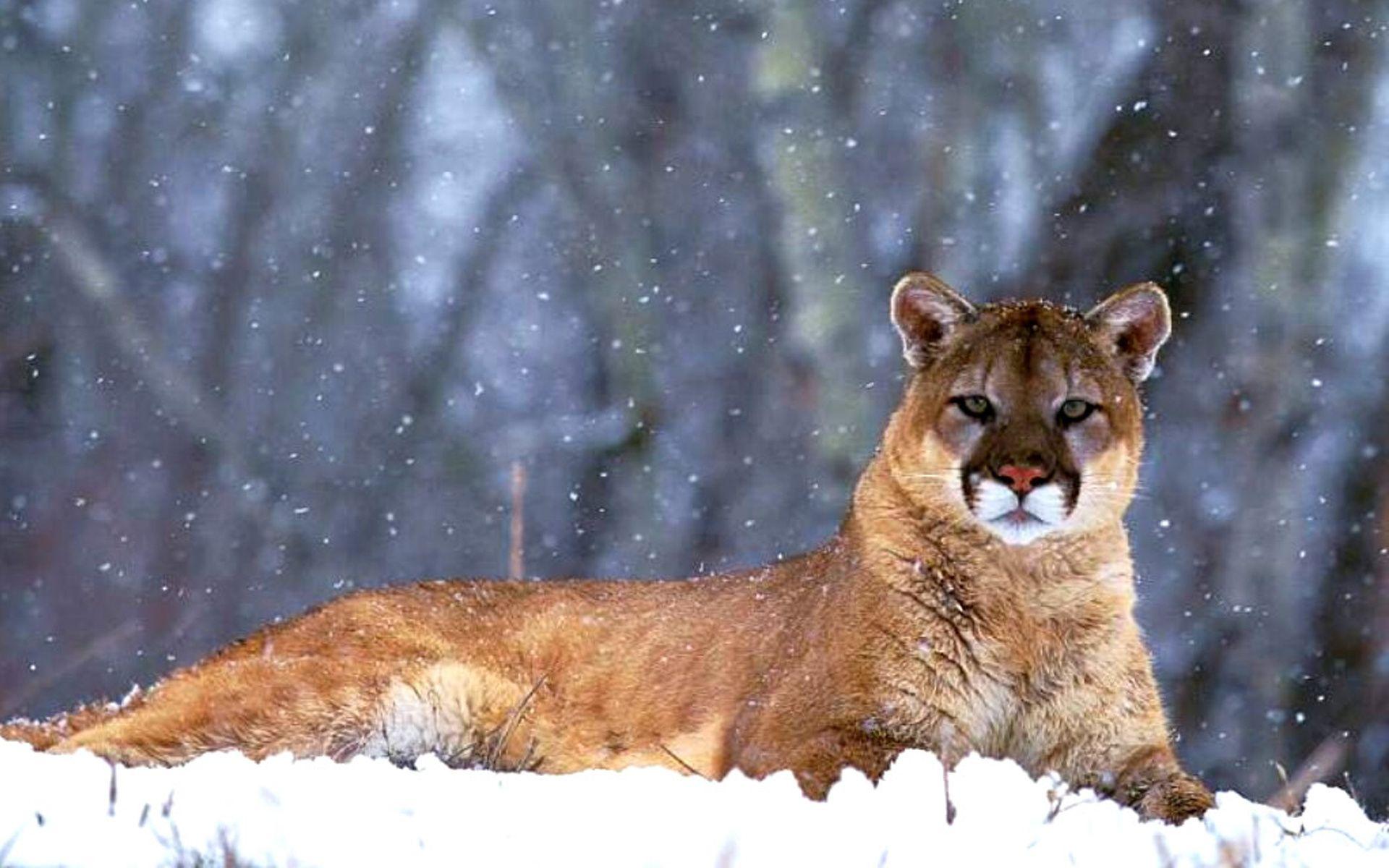 Cougar Wallpapers - Top Free Cougar Backgrounds - WallpaperAccess
