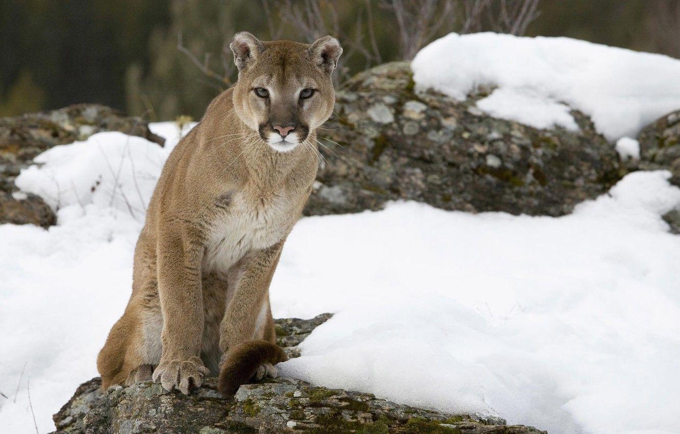 Cougar Wallpapers - Top Free Cougar Backgrounds - WallpaperAccess