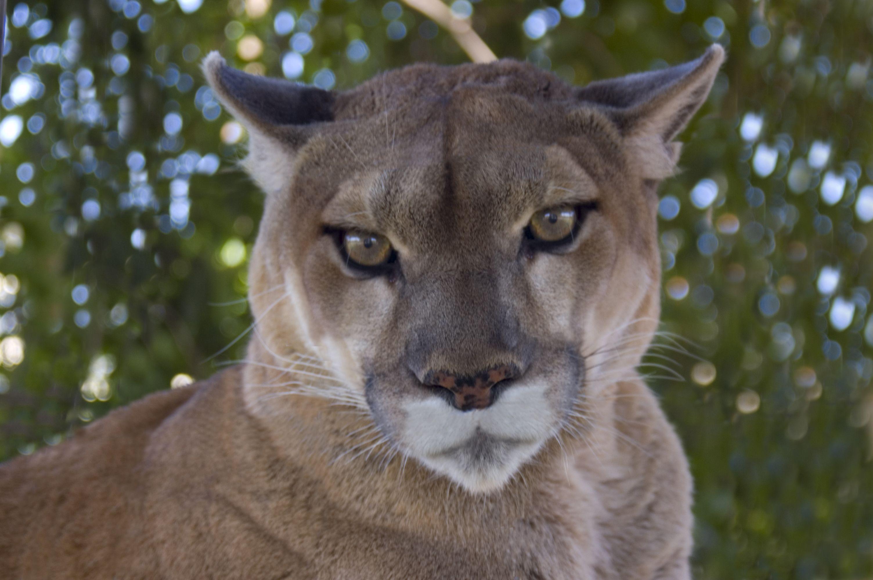 Cougar Wallpapers - Top Free Cougar Backgrounds - WallpaperAccess