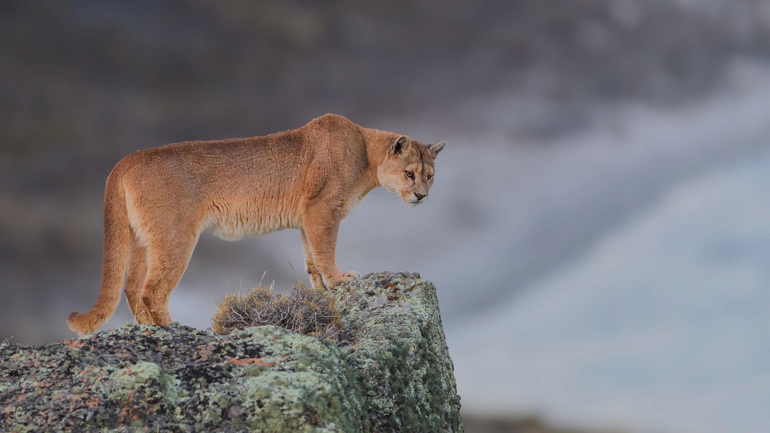 Cougar Wallpapers - Top Free Cougar Backgrounds - WallpaperAccess