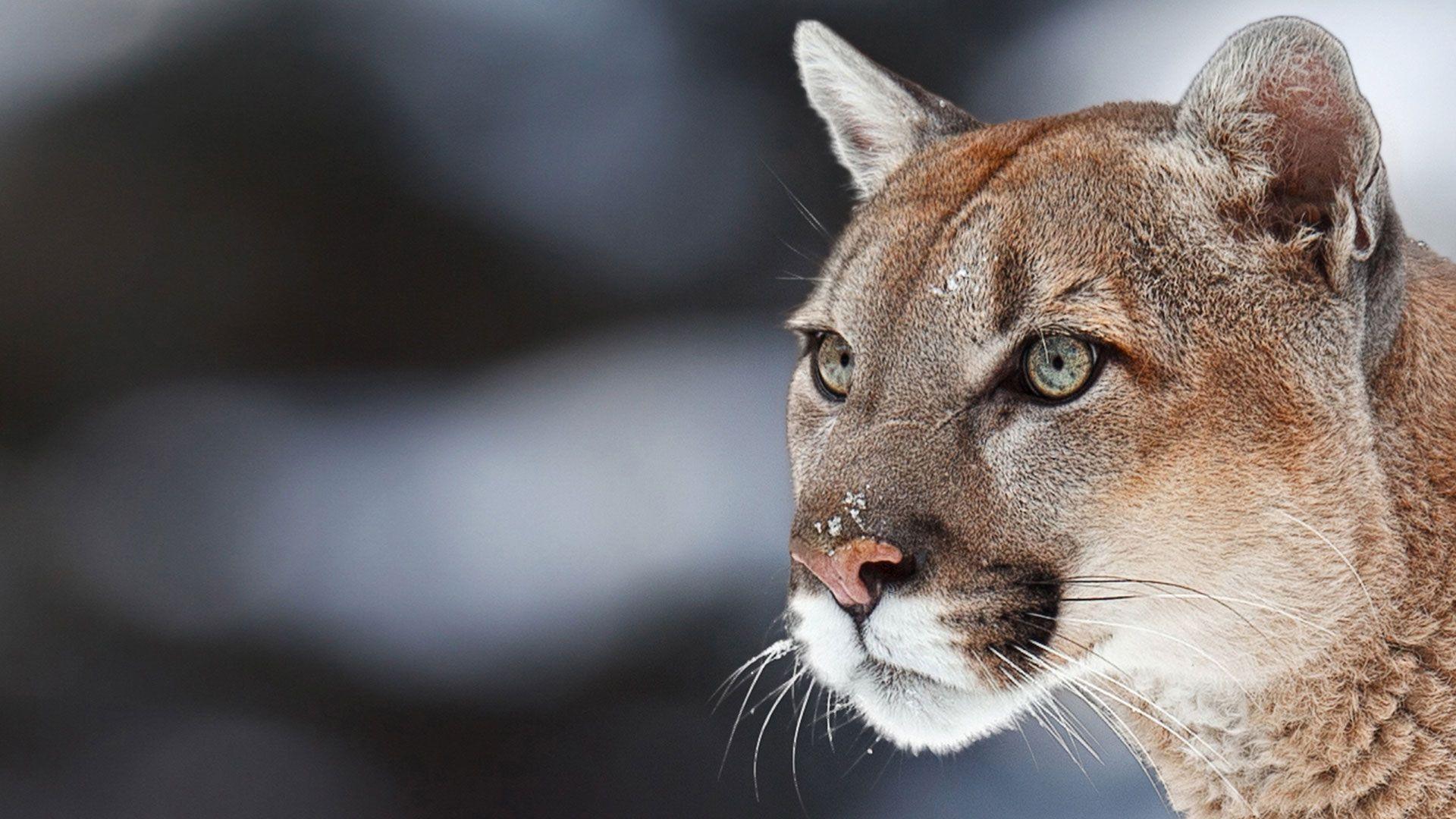 Cougar Wallpapers - Top Free Cougar Backgrounds - WallpaperAccess