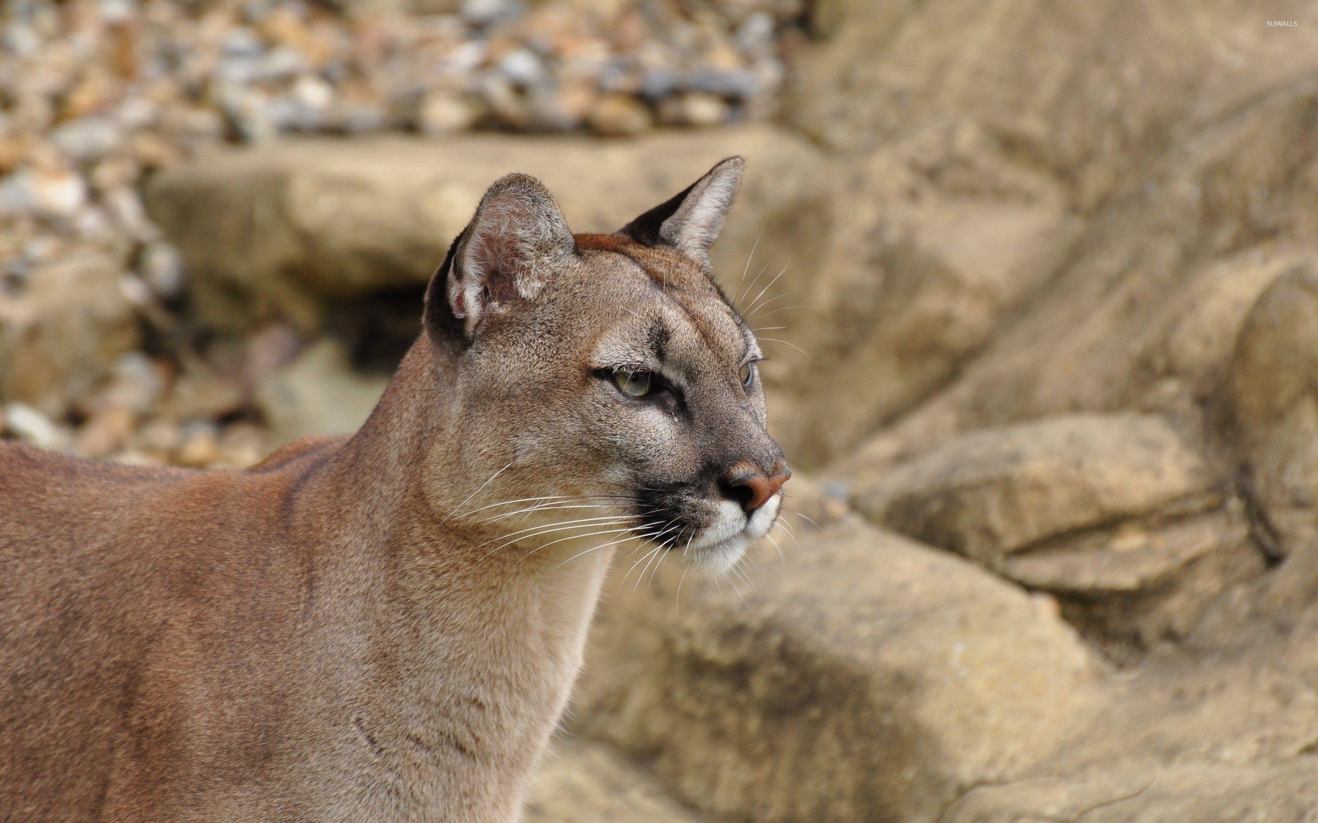 Cougar Wallpapers - Top Free Cougar Backgrounds - WallpaperAccess