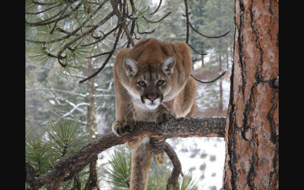 Cougar Wallpapers - Top Free Cougar Backgrounds - WallpaperAccess