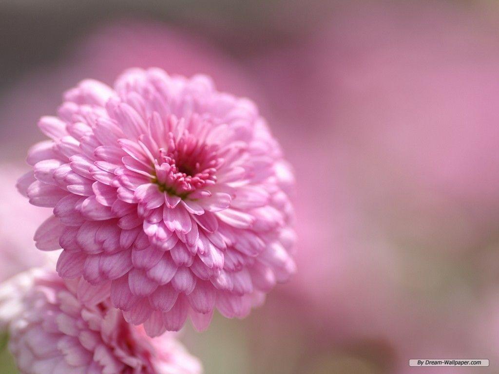 Japanese Flowers HD Wallpapers - Top Free Japanese Flowers HD ...