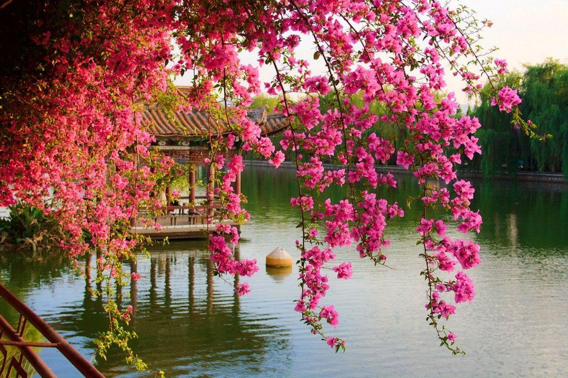 Japanese Flower Wallpapers - Top Free Japanese Flower Backgrounds ...